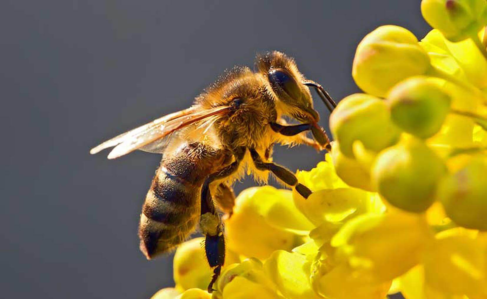 Erleen pozoia, bularreko minbizia sendatzeko gakoa? — Gaztezulo